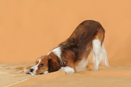 24 Dutch decoy dog Stock Pictures, Editorial Images and Stock Photos ...