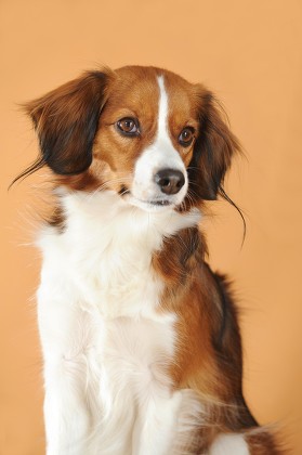 24 Dutch decoy dog Stock Pictures, Editorial Images and Stock Photos ...