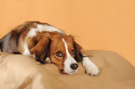 24 Dutch decoy dog Stock Pictures, Editorial Images and Stock Photos ...