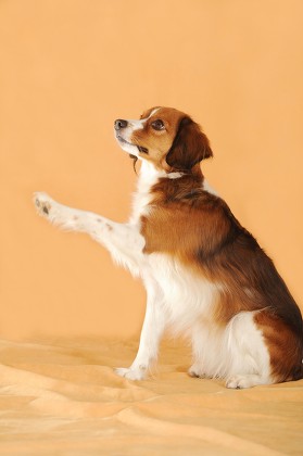 24 Dutch decoy dog Stock Pictures, Editorial Images and Stock Photos ...