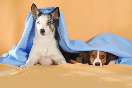 24 Dutch decoy dog Stock Pictures, Editorial Images and Stock Photos ...