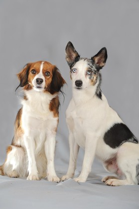 24 Dutch decoy dog Stock Pictures, Editorial Images and Stock Photos ...