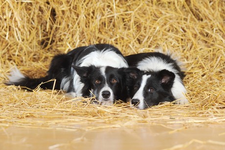 Two Border Collies Lying Straw Editorial Stock Photo - Stock Image ...