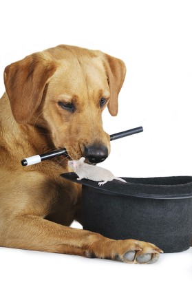 Yellow Labrador Retriever Bitch Magic Wand Editorial Stock Photo ...