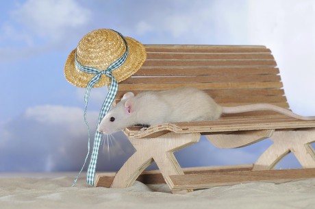 Fancy Rat Cream Coloured On Small Editorial Stock Photo - Stock Image ...