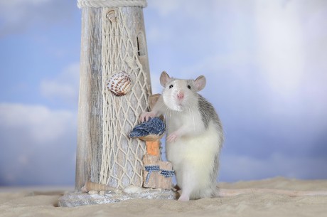 Fancy Rat Husky Coloured Supporting Itself Editorial Stock Photo ...