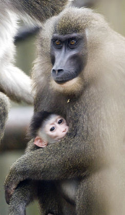 Newborn Baby Short Tailed Baboon Her Editorial Stock Photo - Stock ...