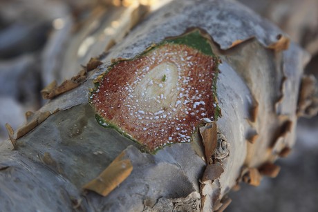 Frankincense Tree Boswellia Sacra Carterii Emerging Editorial Stock ...