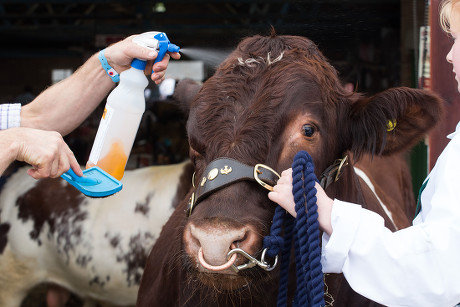 Cow Cleaned Combed Before Judging Editorial Stock Photo - Stock Image ...