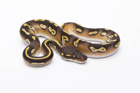 Royal Python Python Regius Mojave Black Editorial Stock Photo - Stock ...