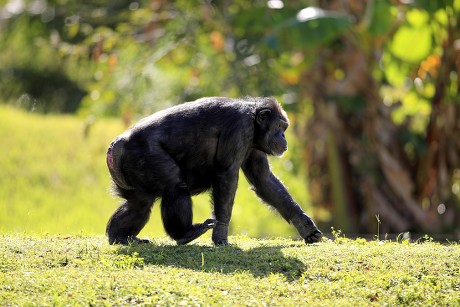 30 Chimpanzee walks Stock Pictures, Editorial Images and Stock Photos ...