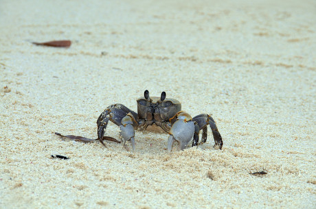 77 Crab stand Stock Pictures, Editorial Images and Stock Photos ...