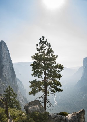 Tree View Yosemite Valley Taft Point Editorial Stock Photo - Stock ...