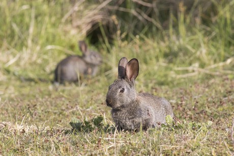 Young European Rabbits Oryctolagus Cuniculus Sitting Editorial Stock ...