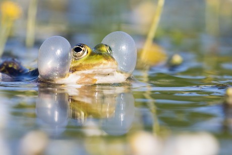 76 Croak Stock Pictures, Editorial Images and Stock Photos | Shutterstock