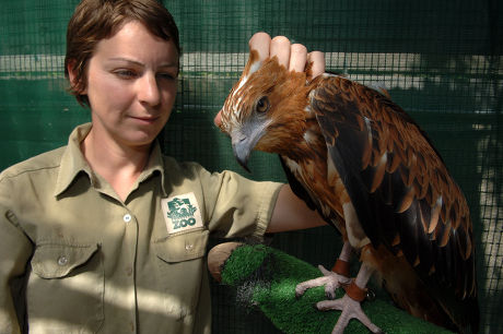 __COUNT__ BIRDS AT MELBOURNE ZOO, MELBOURNE, VICTORIA, AUSTRALIA - 01 ...
