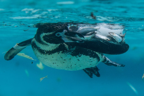 Humboldt Penguins Feeding On Icelollies Made Editorial Stock Photo ...