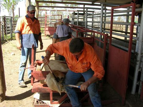 Ringers Australian Outback Go Crazy Over Editorial Stock Photo - Stock ...
