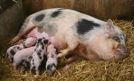 UNIQUE MINIATURE PIGS BORN AT PENNYWELL FARM, BUCKFASTLEIGH, DEVON ...