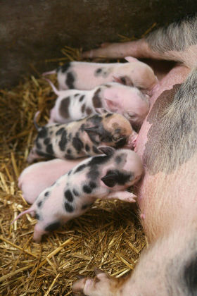imágenes de UNIQUE MINIATURE PIGS BORN AT PENNYWELL FARM, BUCKFASTLEIGH ...