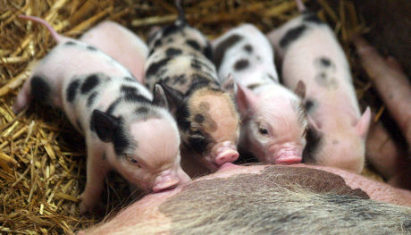 imágenes de UNIQUE MINIATURE PIGS BORN AT PENNYWELL FARM, BUCKFASTLEIGH ...