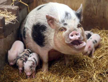 Unique Piglets Born Pennywell Farm Owner Editorial Stock Photo - Stock ...