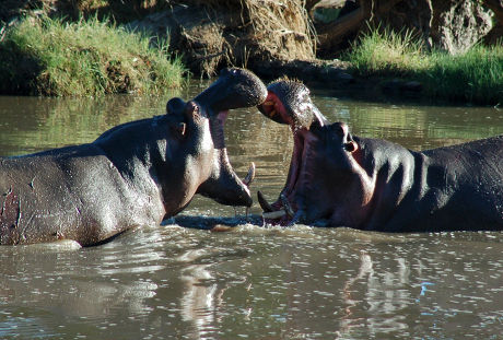 Two Hippos Fighting Turgwe River Hippo Editorial Stock Photo - Stock ...