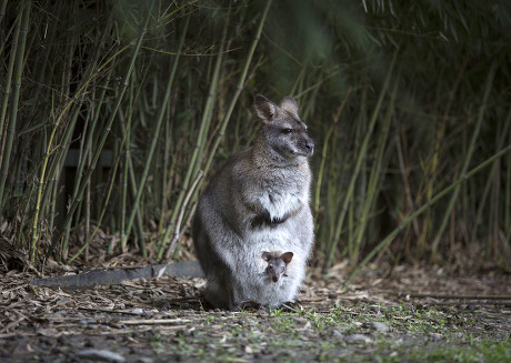 Female Rednecked Wallaby Carries Her Baby Editorial Stock Photo - Stock ...