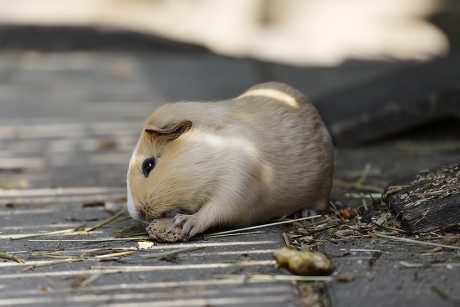 500 Caviidae Stock Pictures, Editorial Images and Stock Photos ...