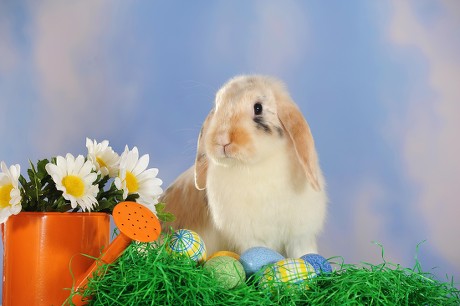 Spotted Long Eared Rabbit Sitting Next Editorial Stock Photo - Stock ...