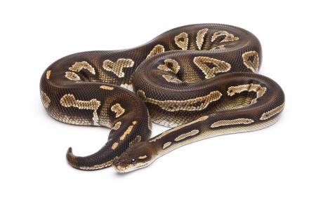 Royal Python Python Regius Super Black Editorial Stock Photo - Stock ...