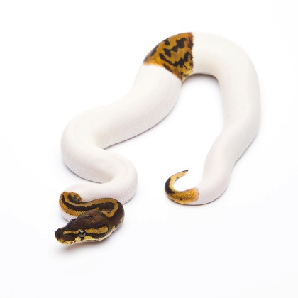 Royal Python Python Regius Leopard Piebald Editorial Stock Photo ...