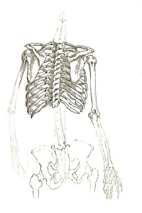 Human Thorax Anatomical Illustration Editorial Stock Photo - Stock ...
