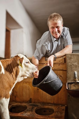 Model Released Farmer Feeding Calf Editorial Stock Photo - Stock Image ...