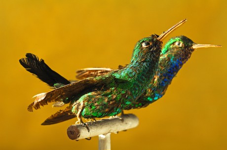 250 Stuffed bird Stock Pictures, Editorial Images and Stock Photos ...