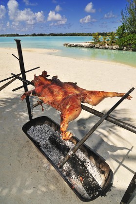 60 Sea pork Stock Pictures, Editorial Images and Stock Photos ...
