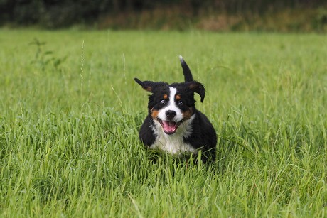 40 Bernese cattle dogs Stock Pictures, Editorial Images and Stock ...