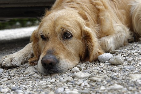 500 Dog tired Stock Pictures, Editorial Images and Stock Photos ...