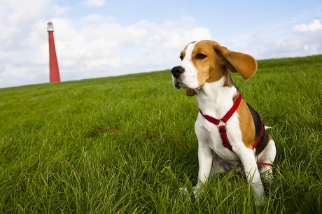 Tricolour Male Beagle Puppy Sitting Grass Editorial Stock Photo - Stock ...
