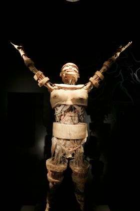 Bodies Exhibition Which Features Real Human Editorial Stock Photo ...
