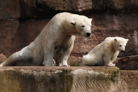 89 Polar bear offspring Stock Pictures, Editorial Images and Stock ...