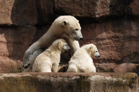 89 Polar bear offspring Stock Pictures, Editorial Images and Stock ...