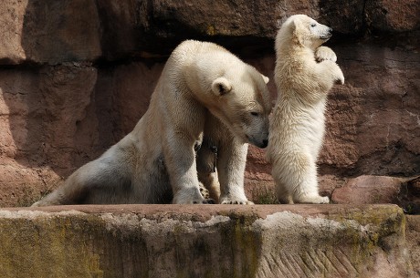 89 Polar bear offspring Stock Pictures, Editorial Images and Stock ...