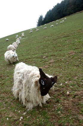 Two Hundred Lifesize Model Sheep Made Editorial Stock Photo - Stock ...