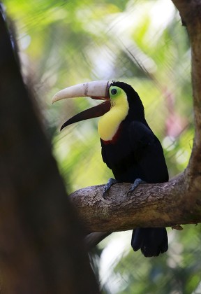 Grecia Toucan Without His New Beak Editorial Stock Photo - Stock Image ...