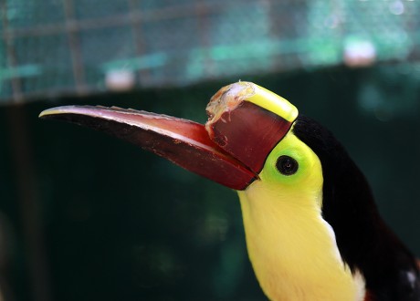 Grecia Toucan Wearing His New Beak Editorial Stock Photo - Stock Image ...