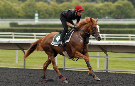 Coolmore Dean Gallagher Exercising Preparation Beverly Editorial Stock ...
