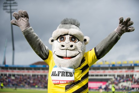 Alfred Gorilla Celebrates Winning Mascot Race Editorial Stock Photo ...