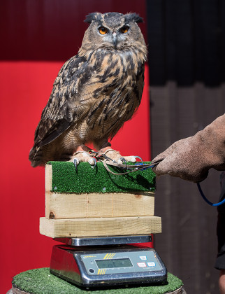 Eurasian Eagle Owl Being Weighed During Editorial Stock Photo - Stock ...