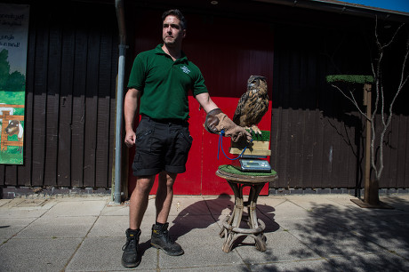 Eurasian Eagle Owl Being Weighed During Editorial Stock Photo - Stock ...